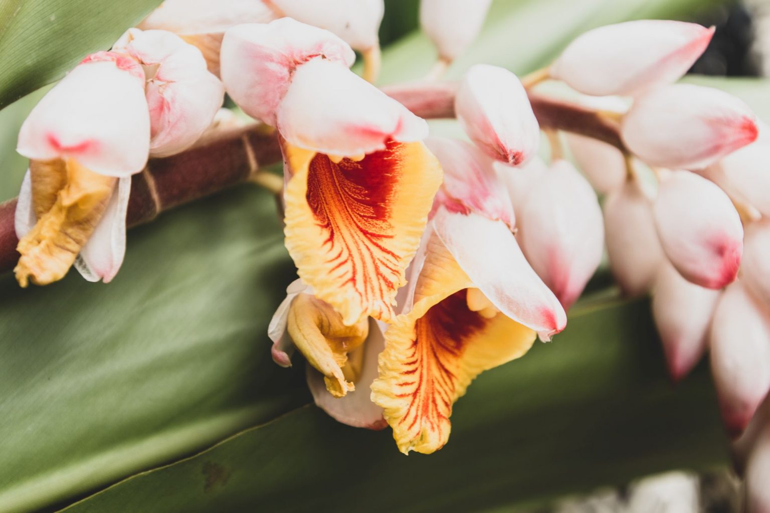 Martinique : découvrir l'île aux fleurs - Vio Vadrouille