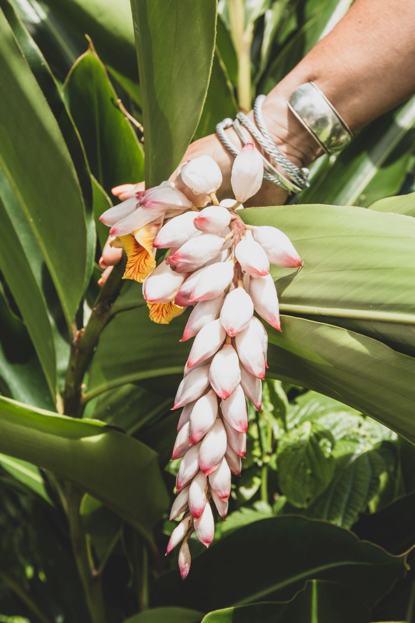 Martinique : découvrir l'île aux fleurs - Vio Vadrouille