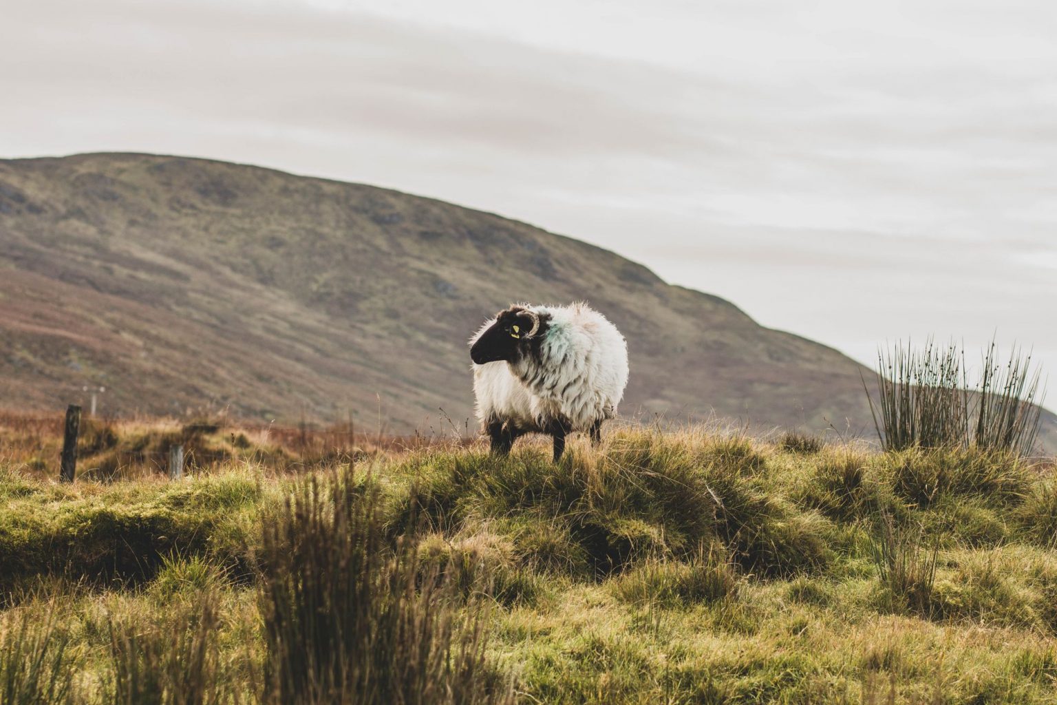 Sligo : que faire, que voir dans les Ox Mountains ? - Vio Vadrouille
