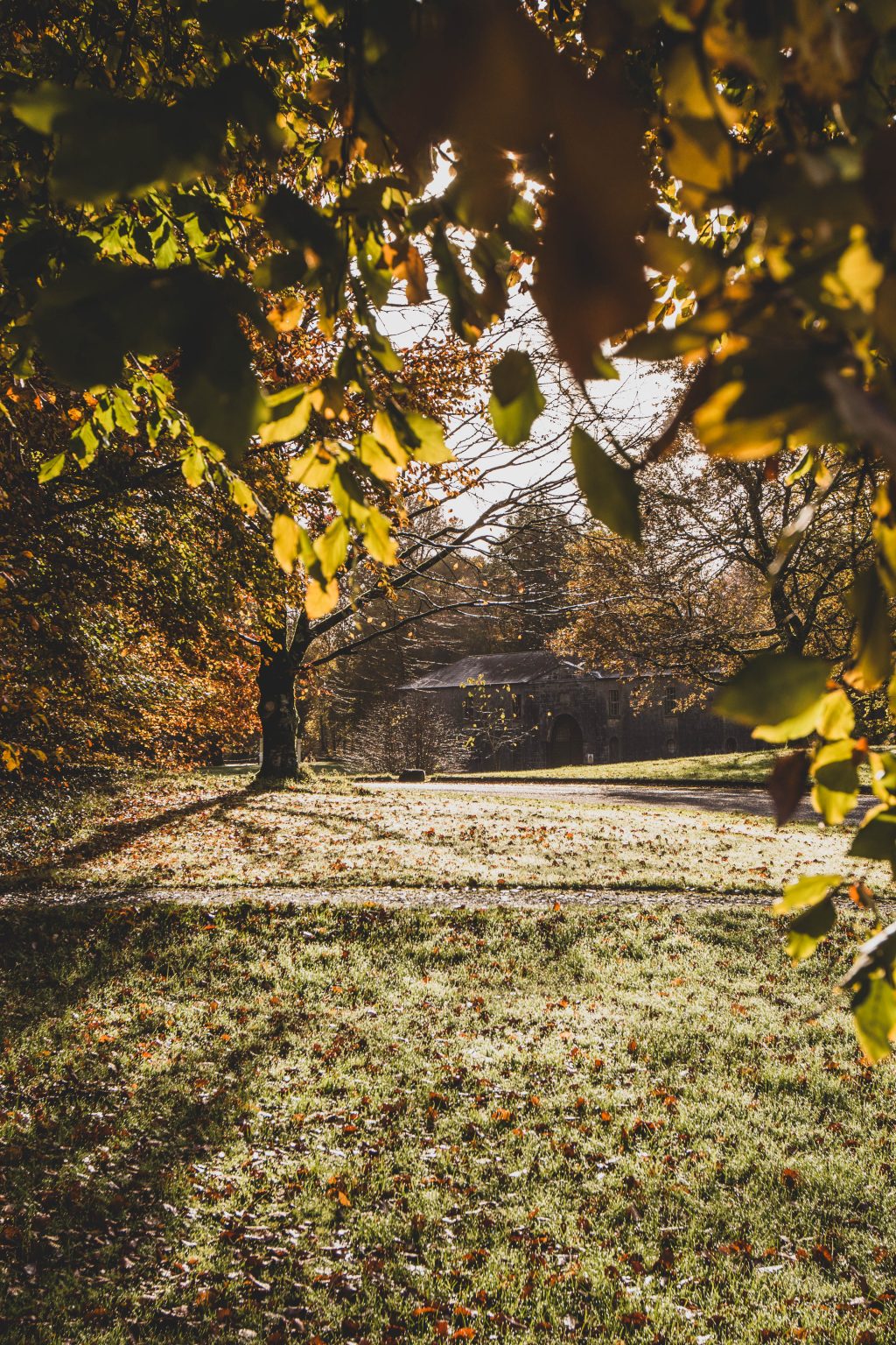 Roscommon : découvrir le Lough Key Forest Park - Vio Vadrouille